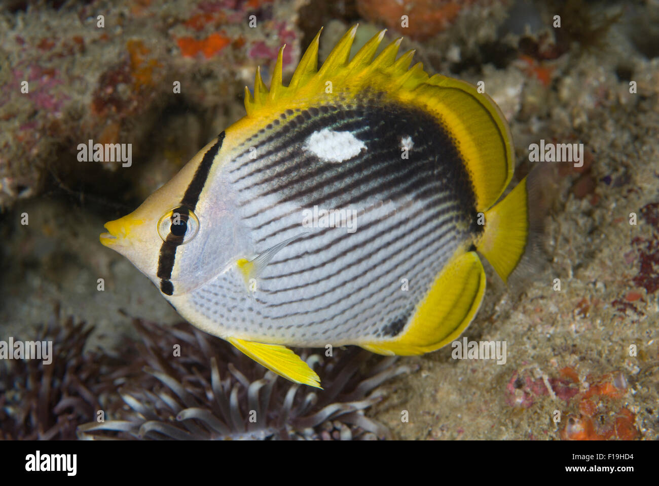 Black backed butterflyfish chaetodon melannotus hi-res stock ...