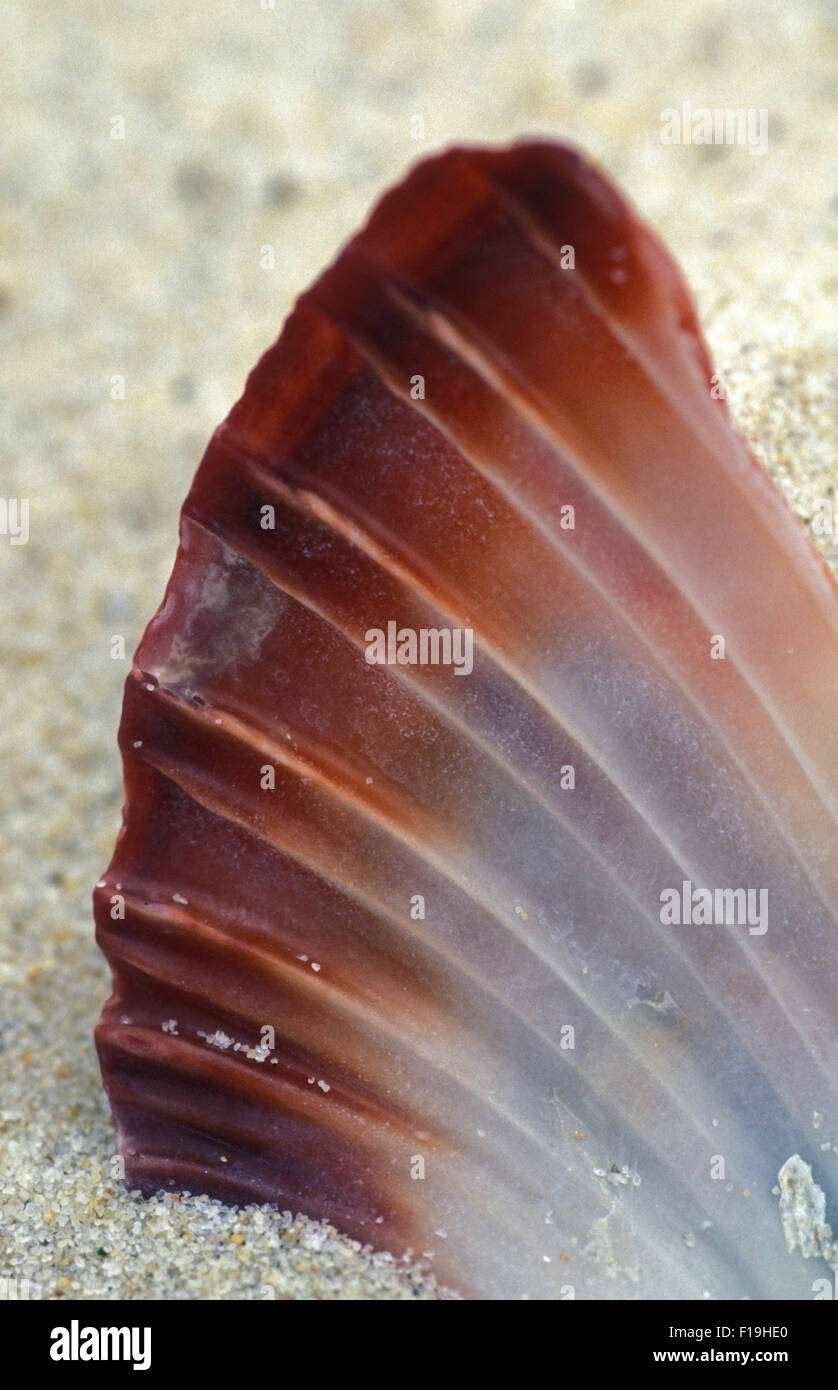 Shell in australia hi-res stock photography and images - Alamy
