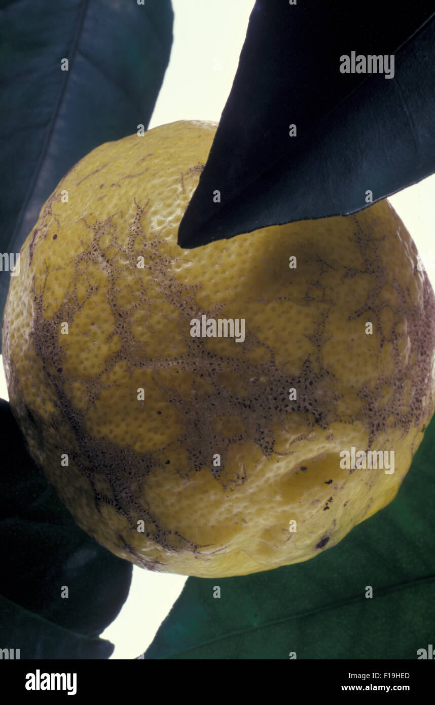 Citrus damage hi-res stock photography and images - Alamy