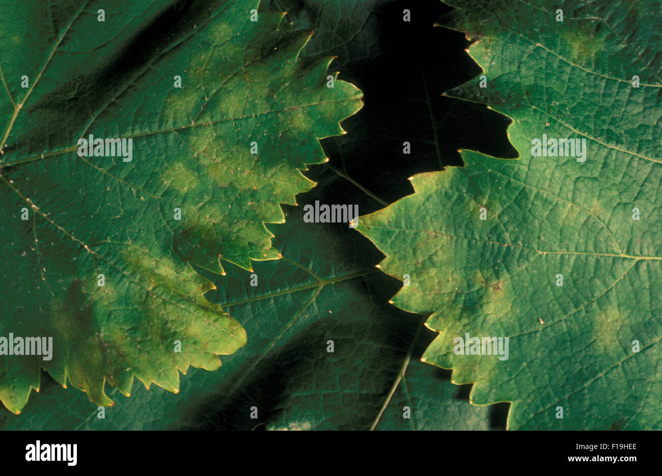 DOWNY MILDEW ON GRAPEVINE Stock Photo - Alamy