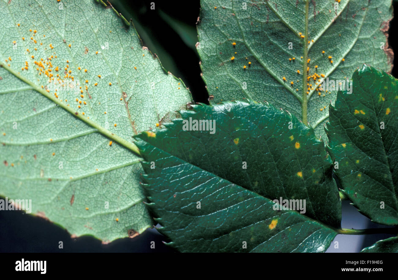 RUST (PHRAGMIDIUM MUCRONATUM) ON ROSE BUSH Stock Photo - Alamy
