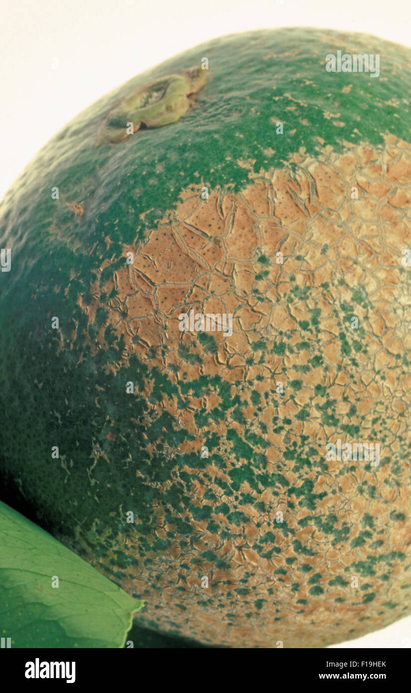 Citrus damage hi-res stock photography and images - Alamy