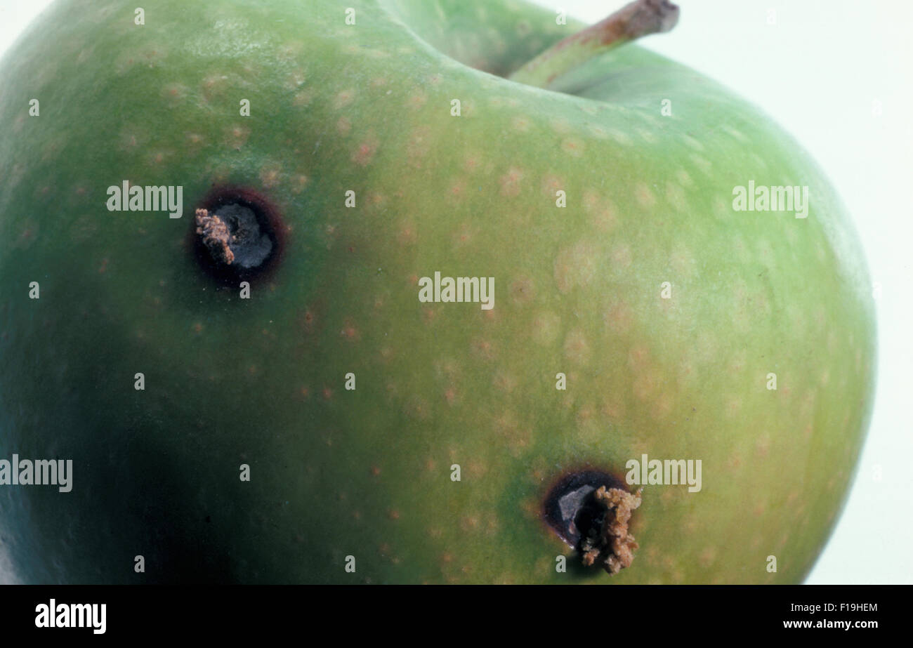 Apple moth codling moth codlin hi-res stock photography and images - Alamy