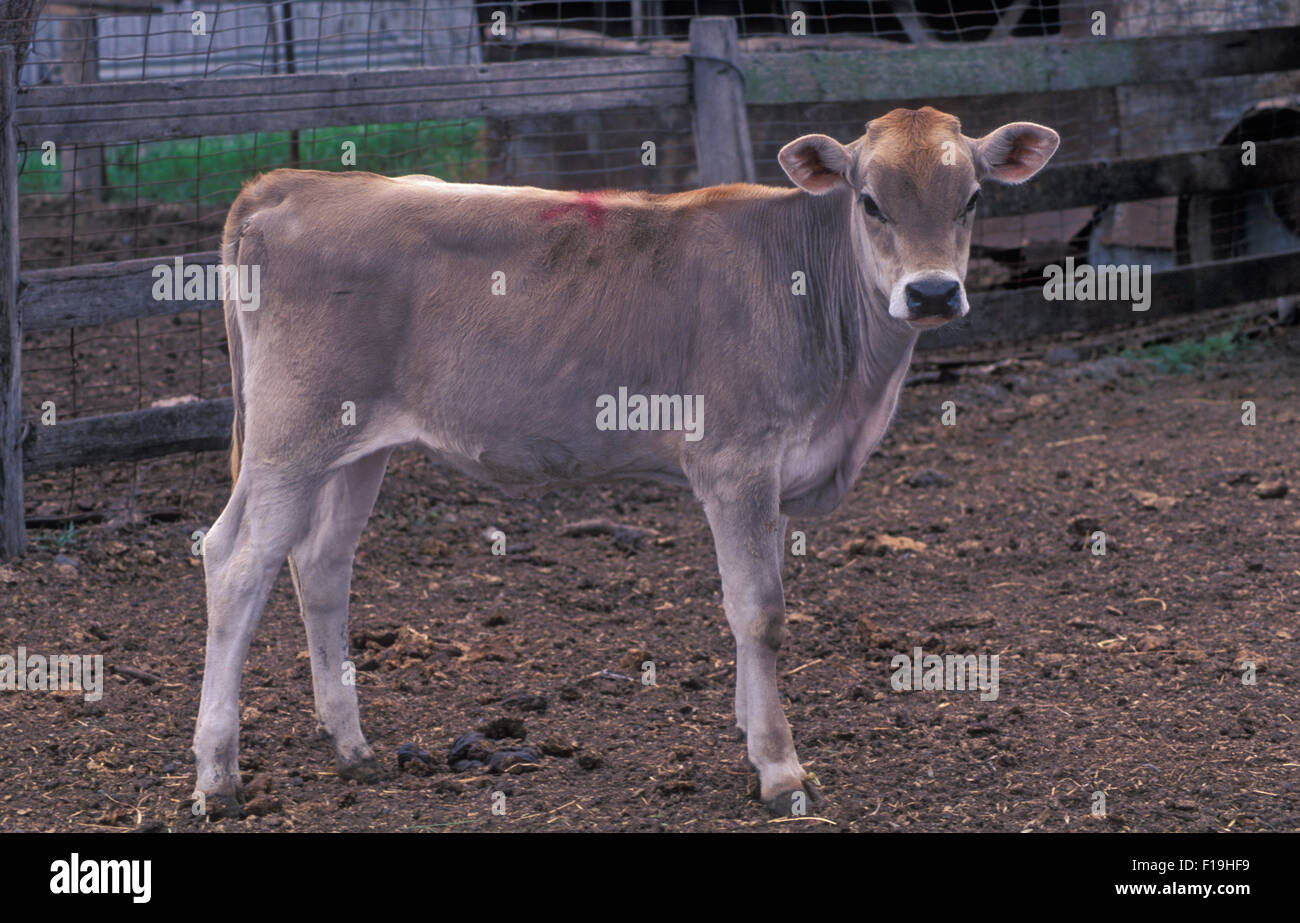 Rural propery hi-res stock photography and images - Alamy