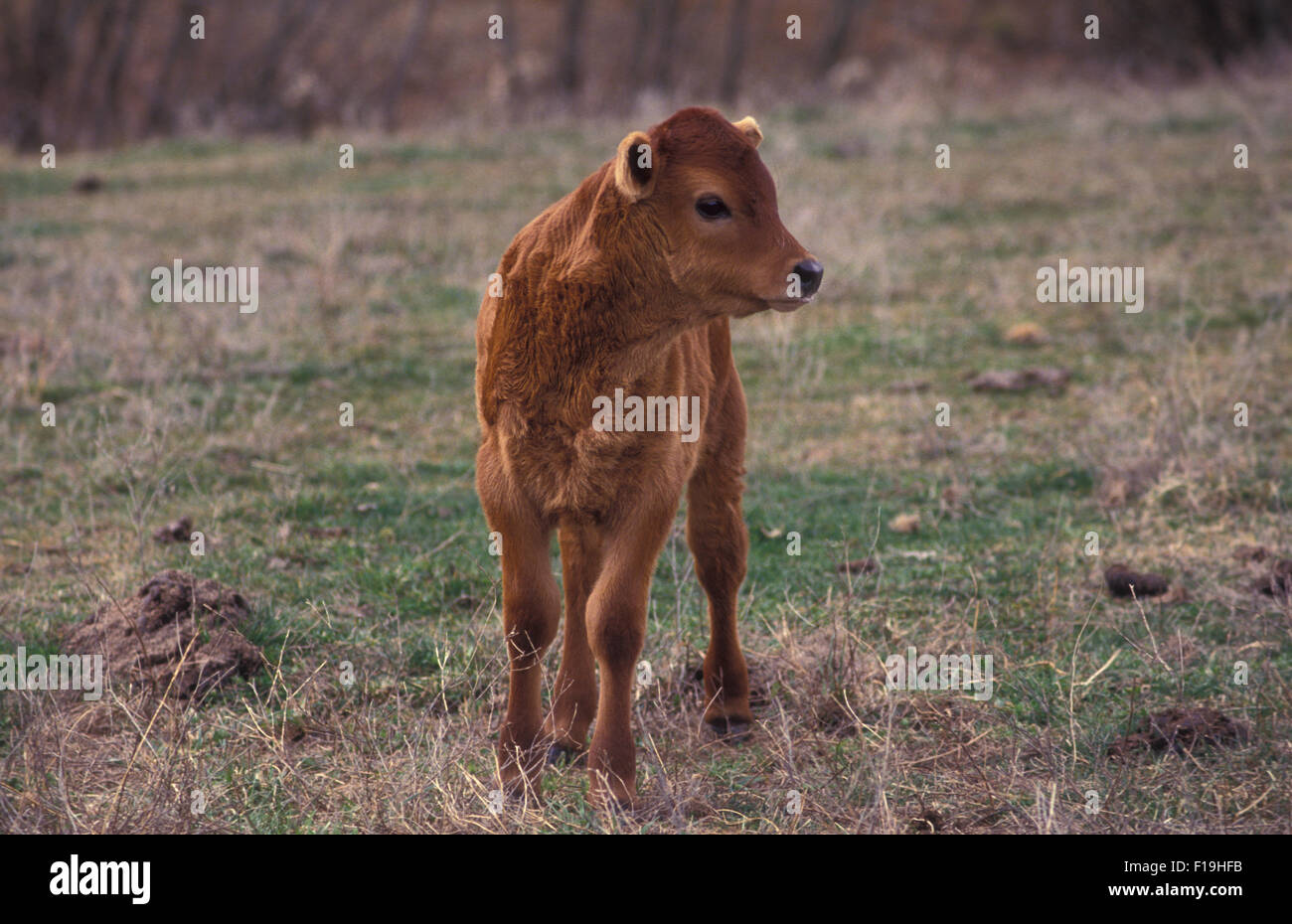 Rural propery hi-res stock photography and images - Alamy