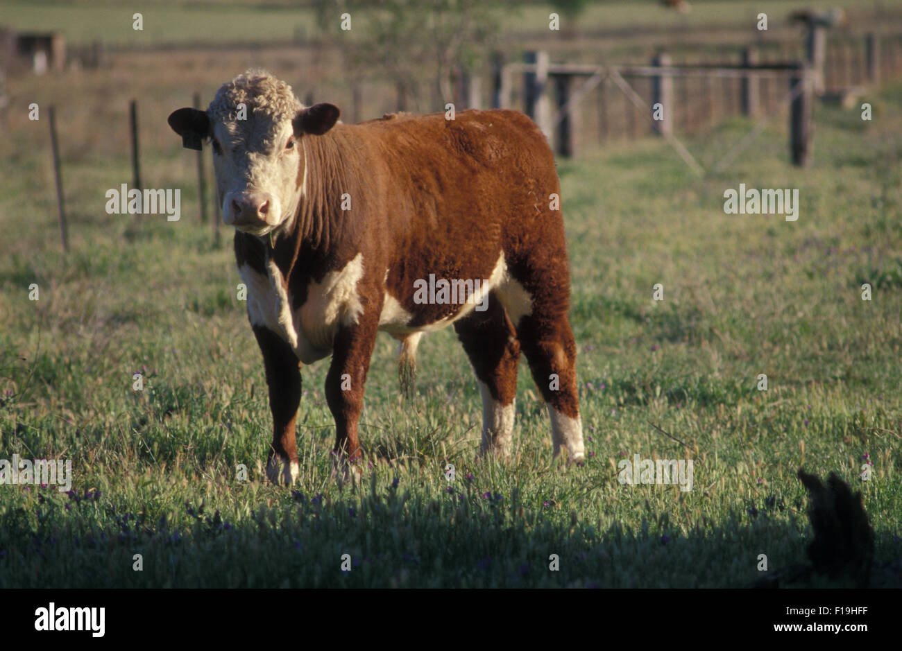 Livestock farming australia hi-res stock photography and images - Alamy