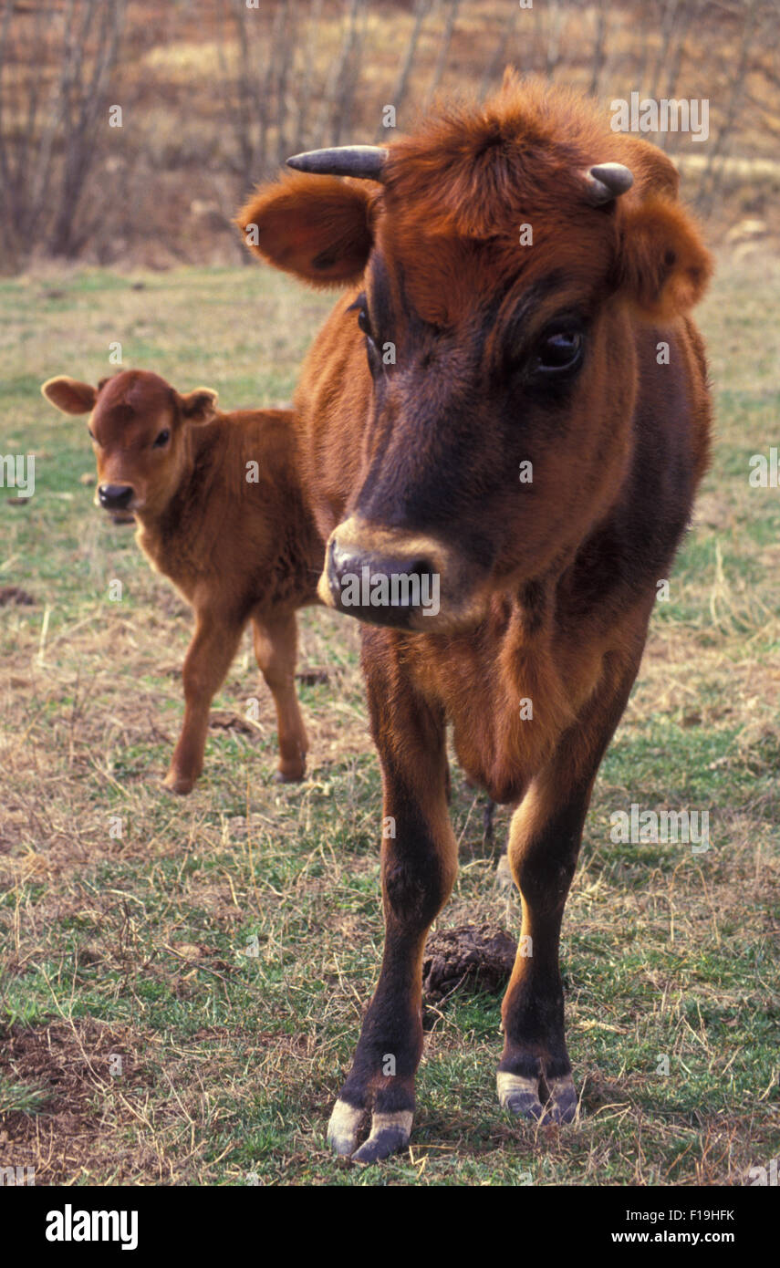 What to see in new south wales hi-res stock photography and images - Alamy