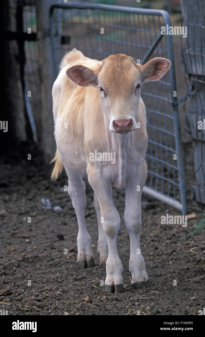 Rural propery hi-res stock photography and images - Alamy