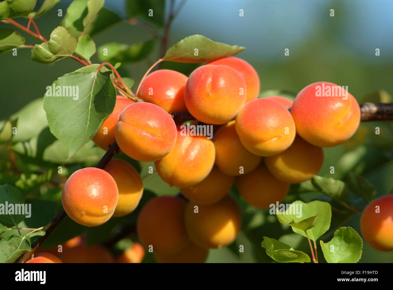Domesticated fruits hi-res stock photography and images - Alamy
