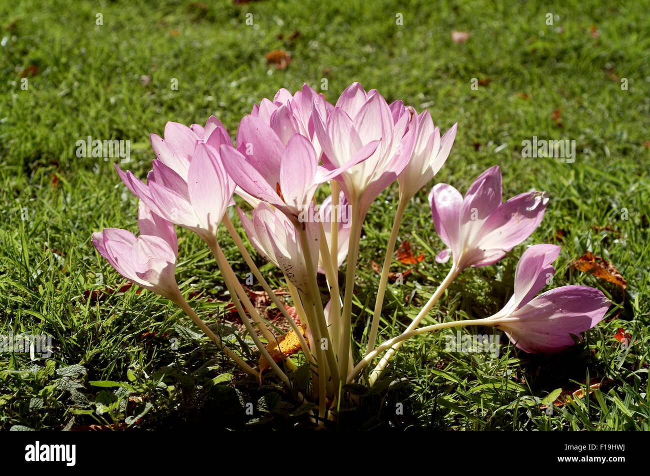 Autumn Crocus (Colchicum autumnale Stock Photo - Alamy