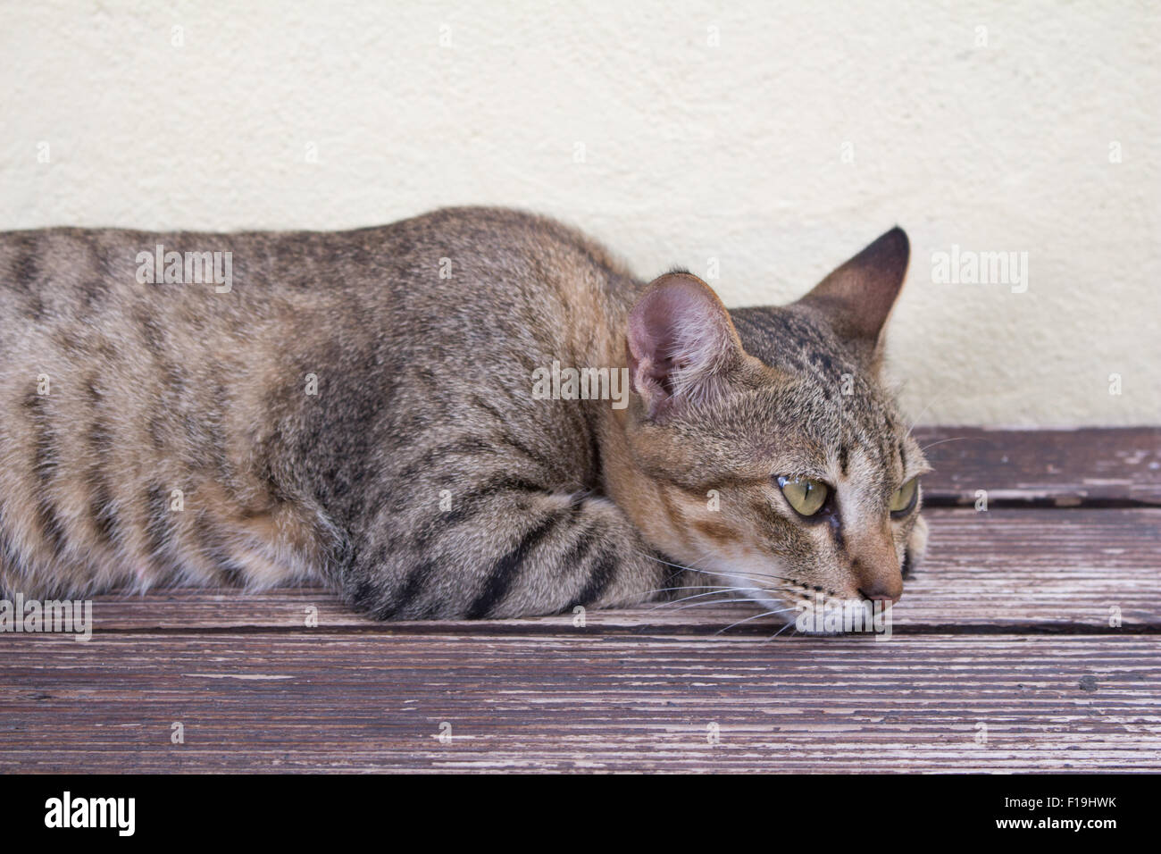 A tiger (tabby) cat relaxing at front yard Stock Photo - Alamy