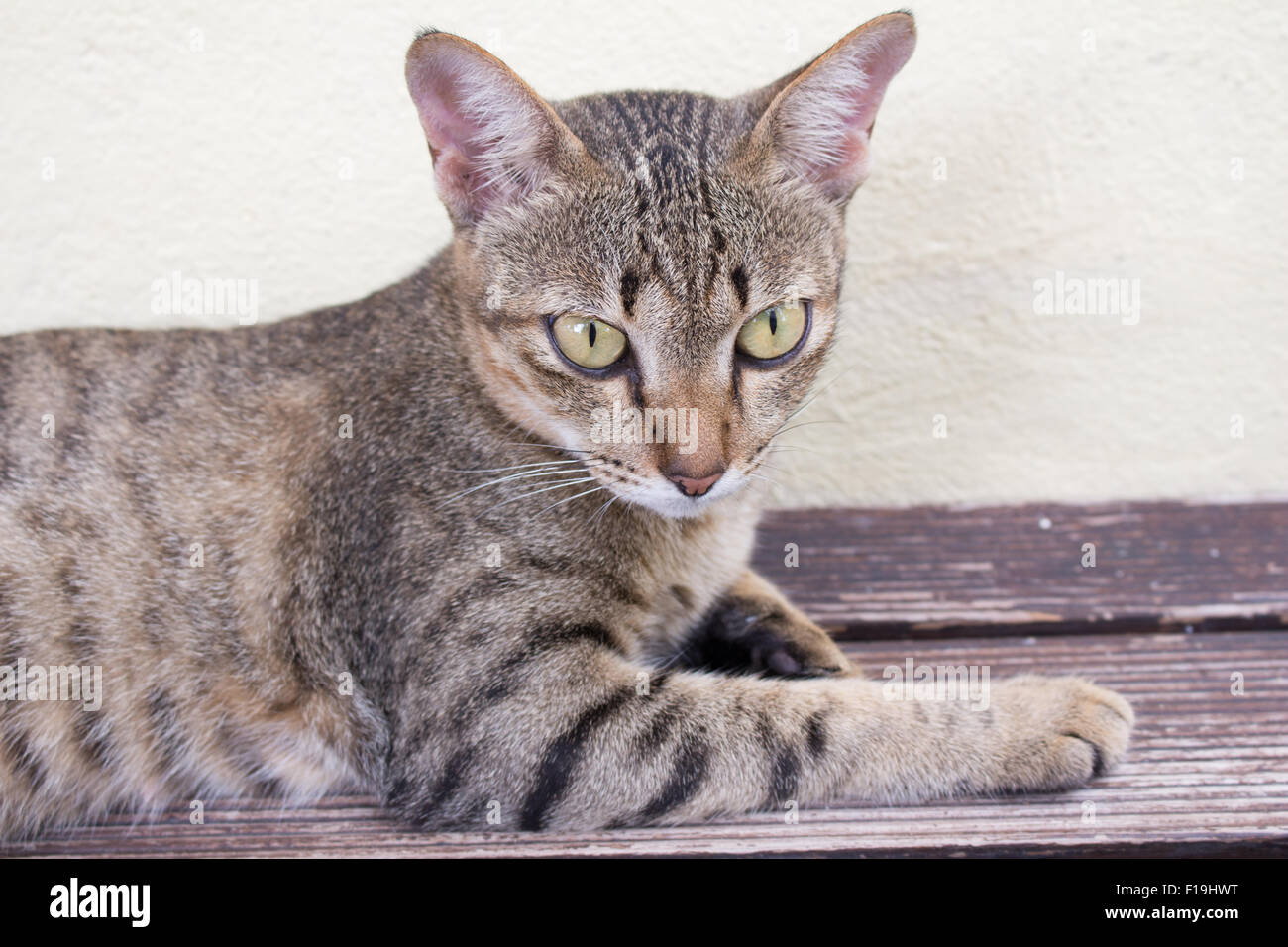 A tiger (tabby) cat relaxing at front yard Stock Photo - Alamy