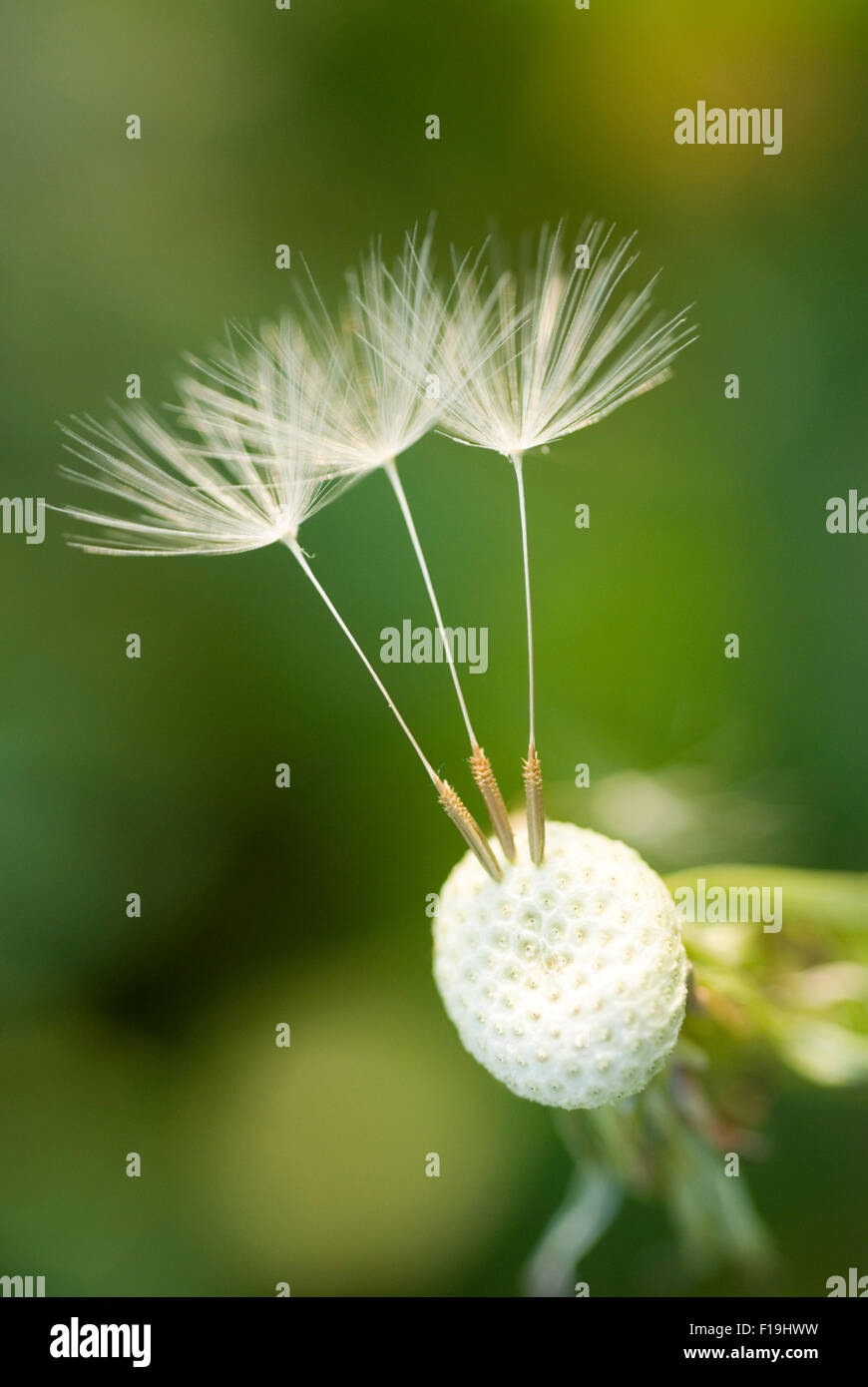 Ripe dandelion hi-res stock photography and images - Alamy