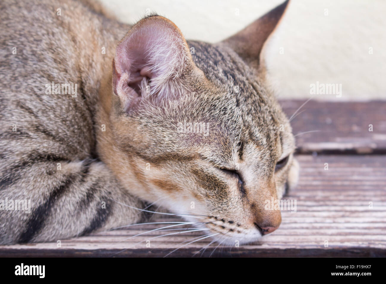 Tiger tabby hi-res stock photography and images - Alamy