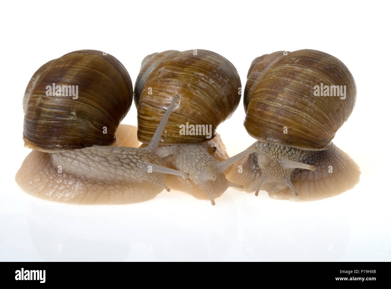 Snails escargot burgundy hi-res stock photography and images - Alamy