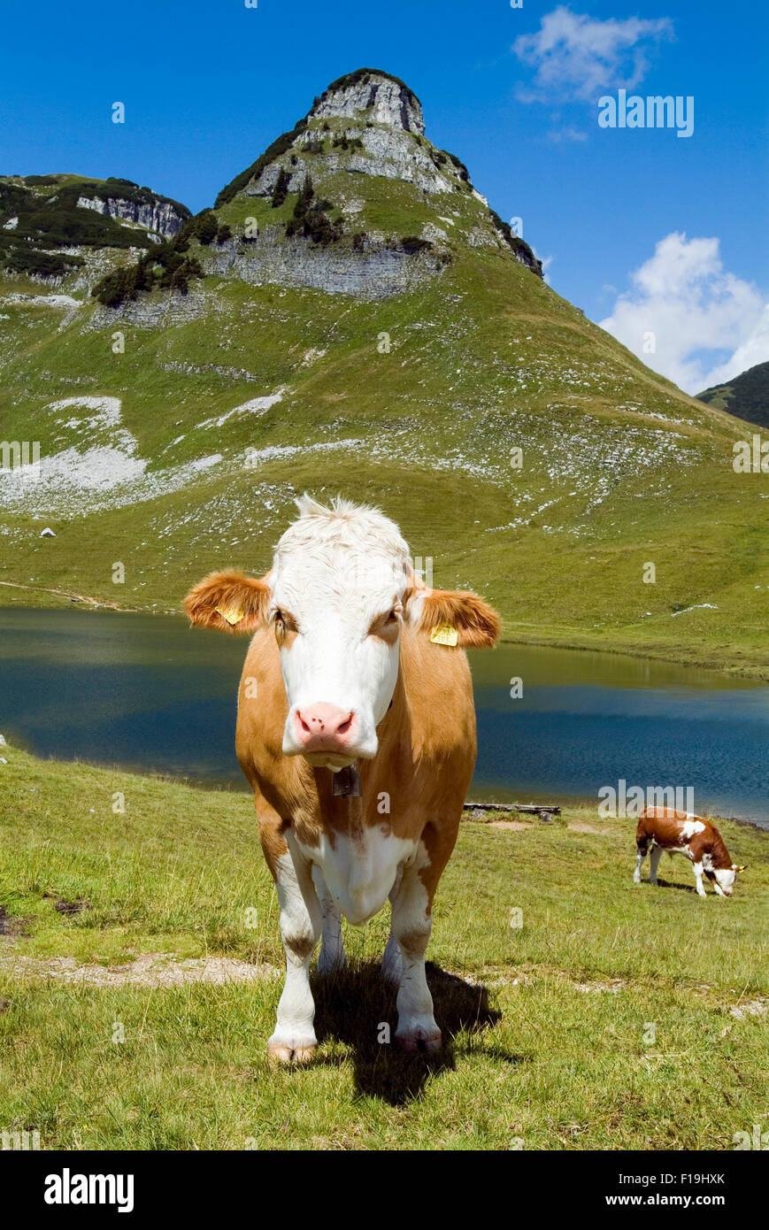 Cow in the Alps looking in camera Austria Europe Stock Photo - Alamy