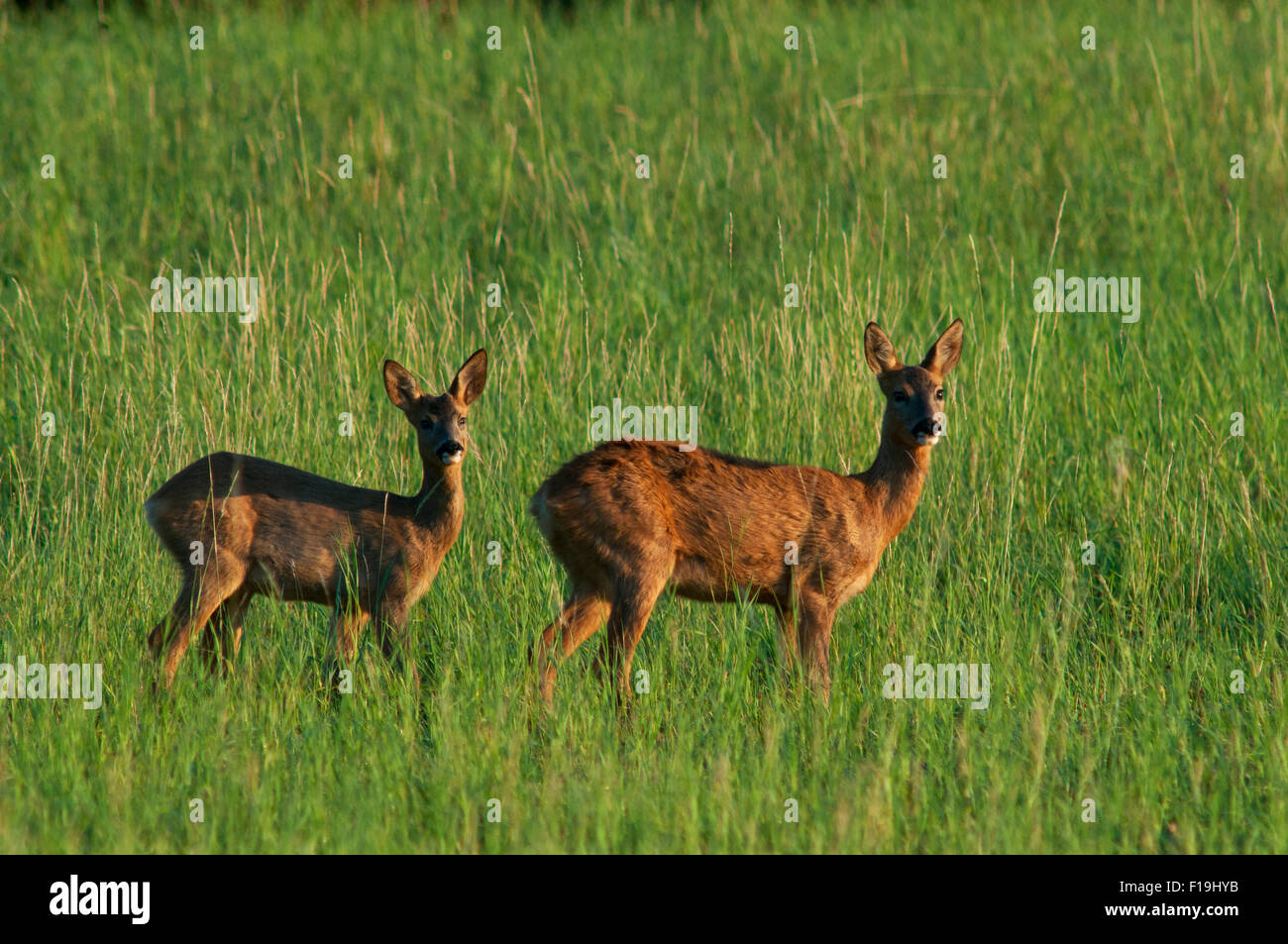 Two deer(Capreolus capreolus) on meadow look directly into the camera ...