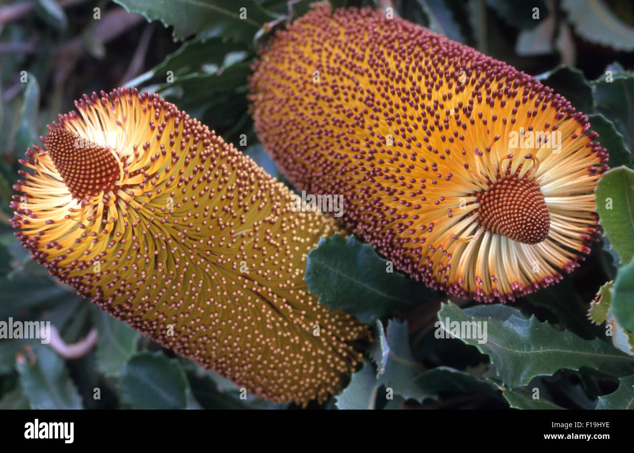 Banksia flowers hi-res stock photography and images - Alamy