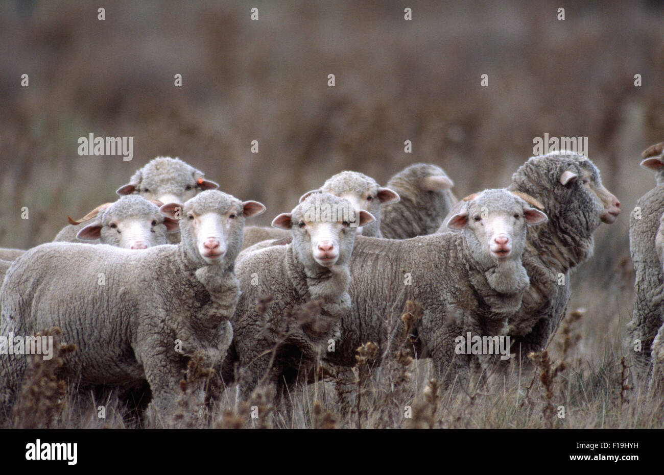 Australia new south wales sheep farm hi-res stock photography and ...