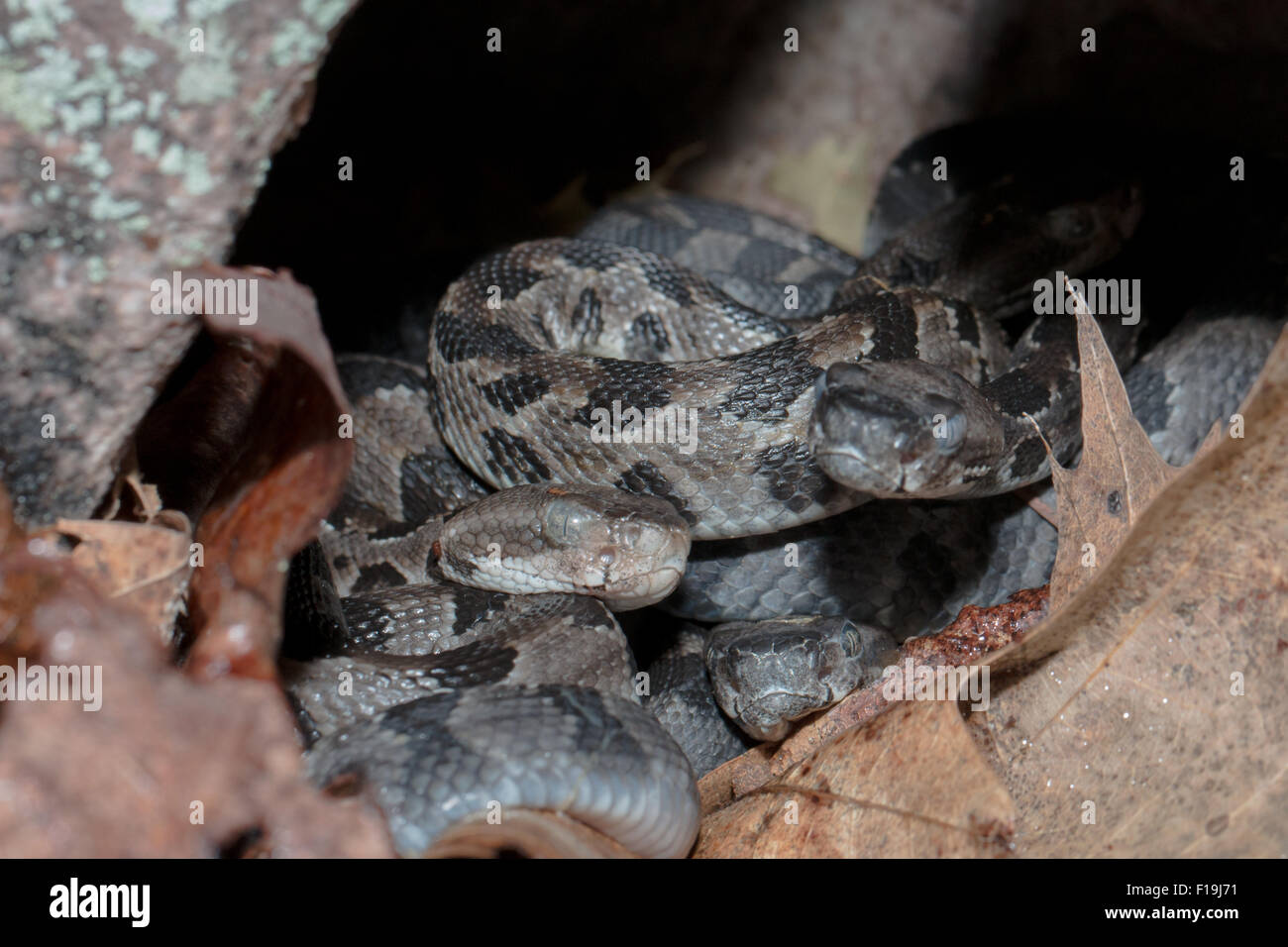 Neonate timber rattlesnakes - Crotalus horrridus Stock Photo - Alamy