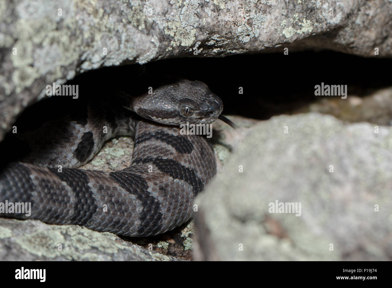 Baby Timber Rattlesnake