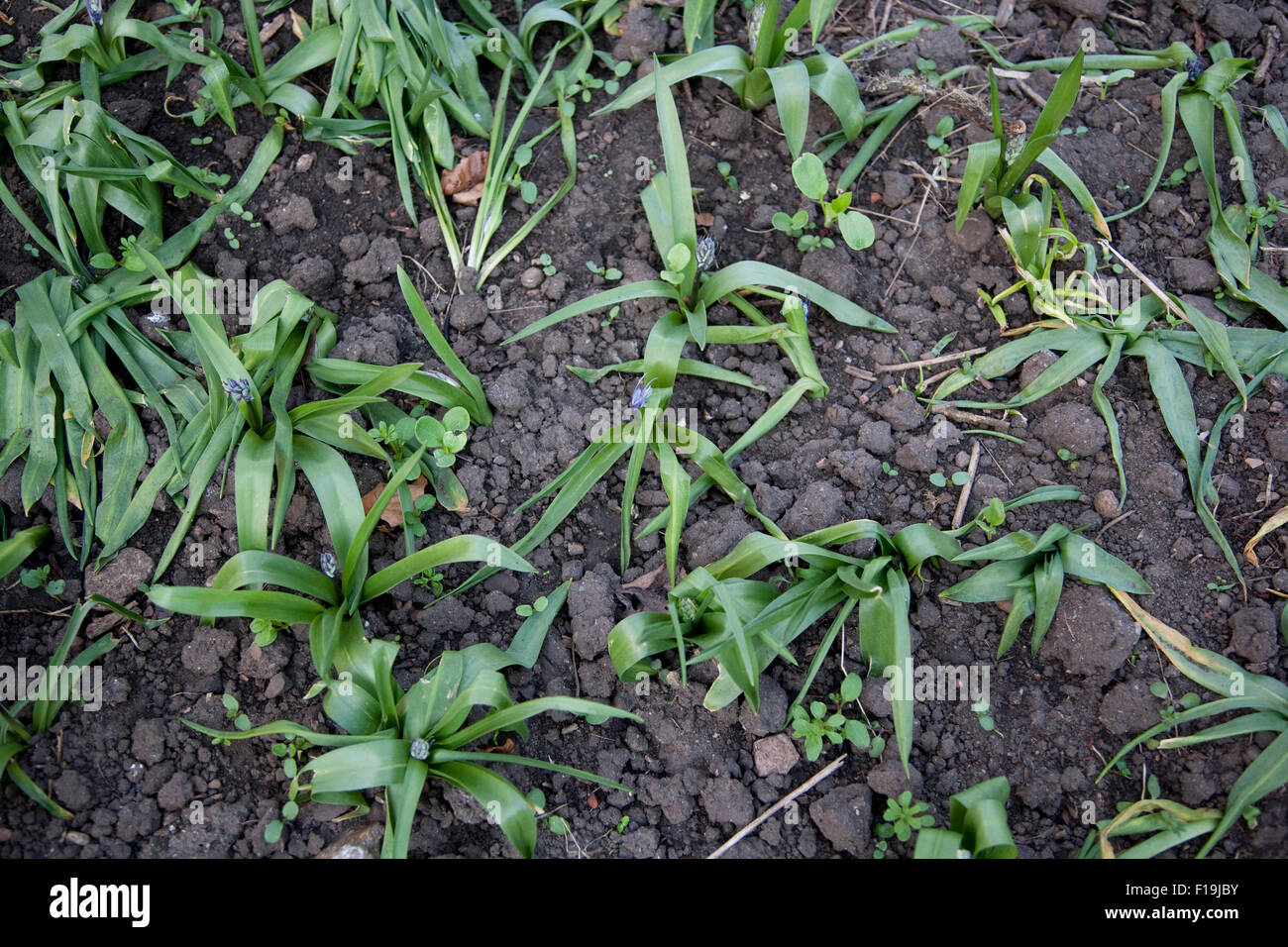 Freshly emerged bluebells with a few annual weeds in the flower bed ...