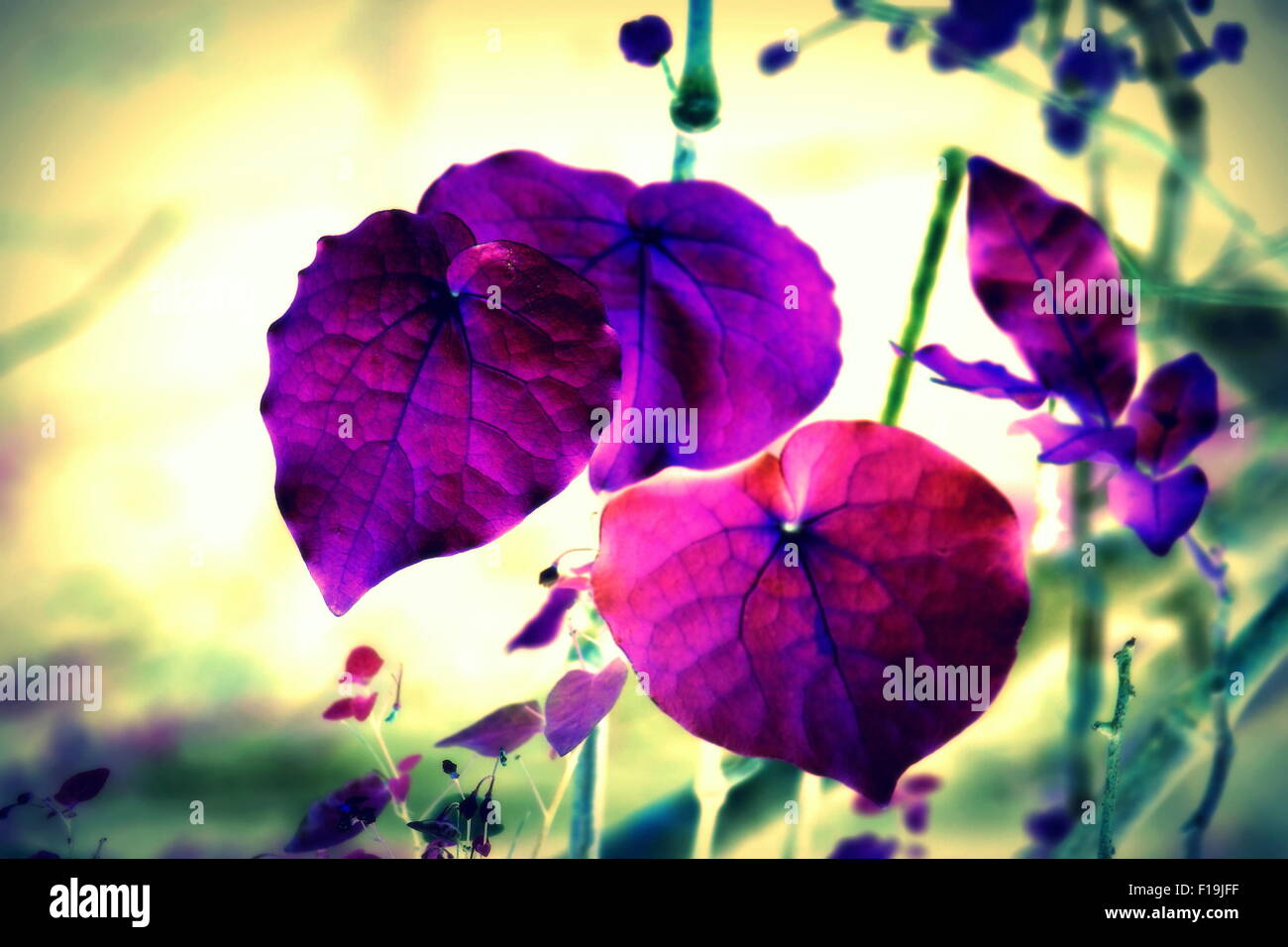 Inverted color tree hi-res stock photography and images - Alamy