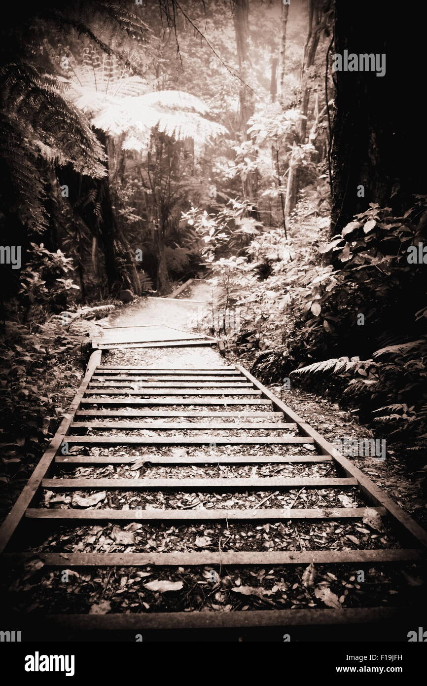 Sepia forest hi-res stock photography and images - Alamy