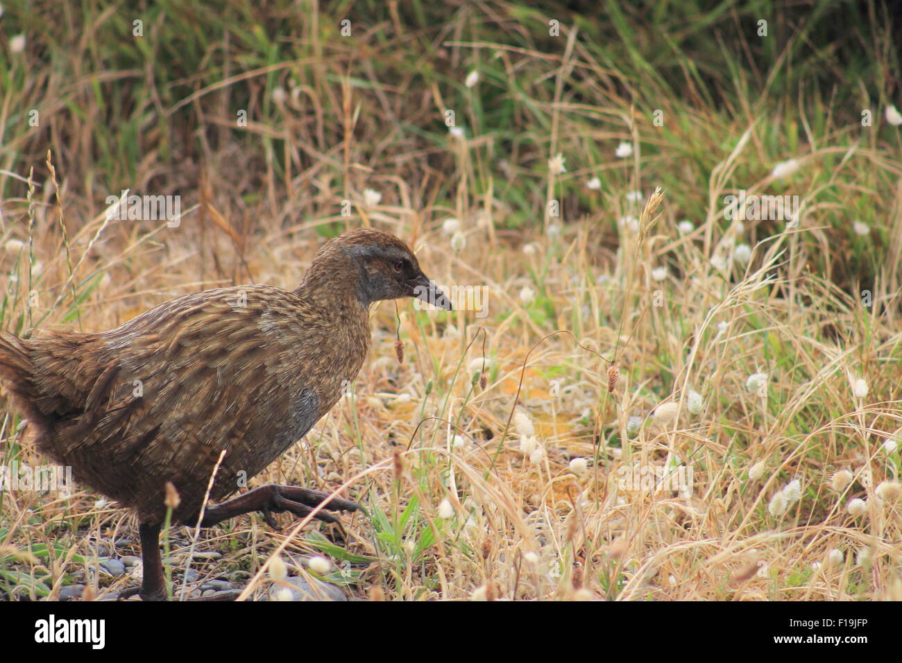 Weka bird hi-res stock photography and images - Alamy