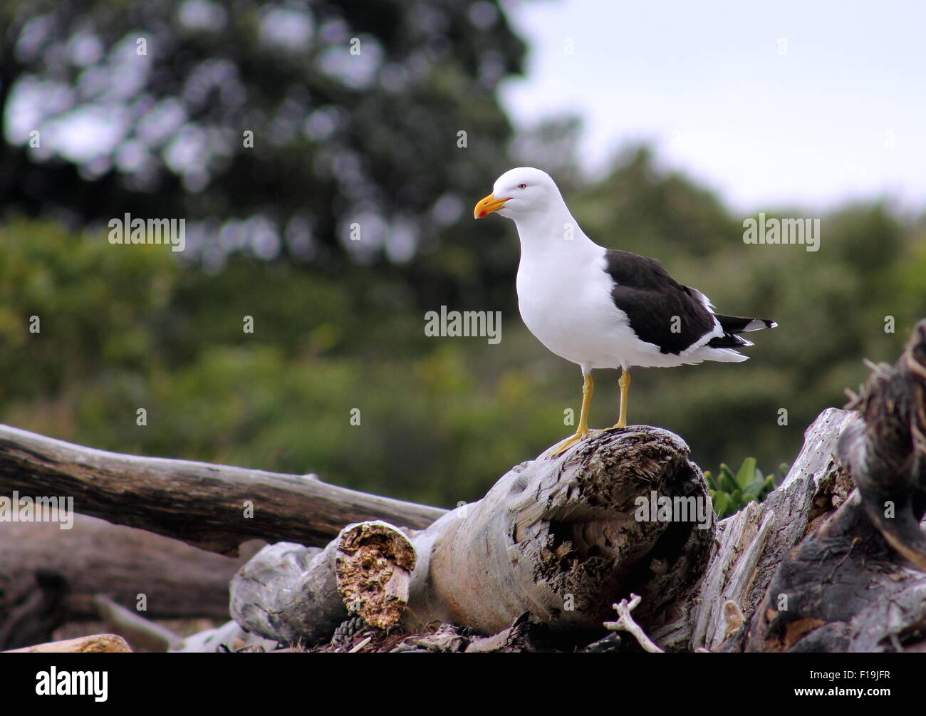 Southern black-backed gull Stock Photo - Alamy