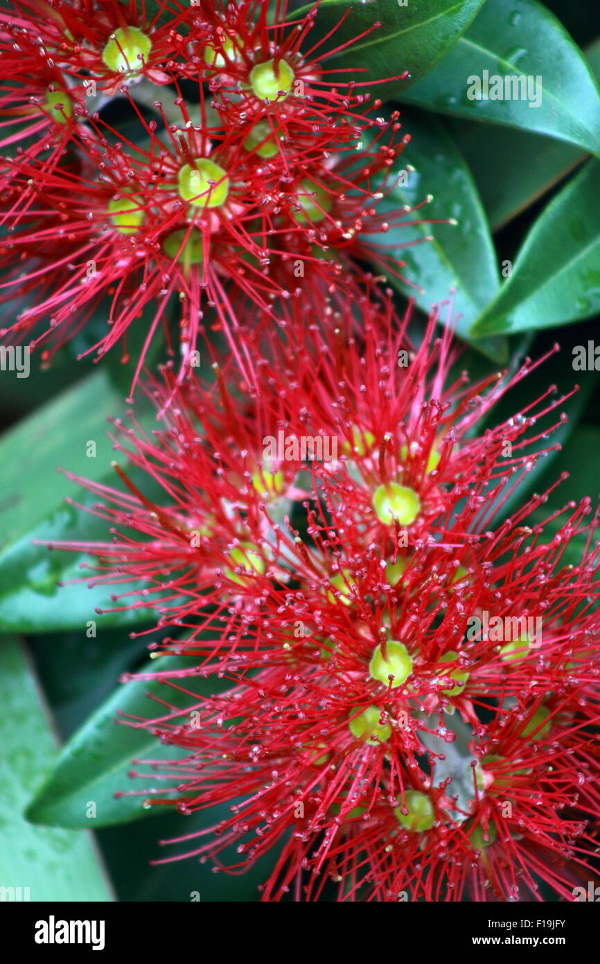 Southern Rata (Metrosideros umbellata Stock Photo - Alamy