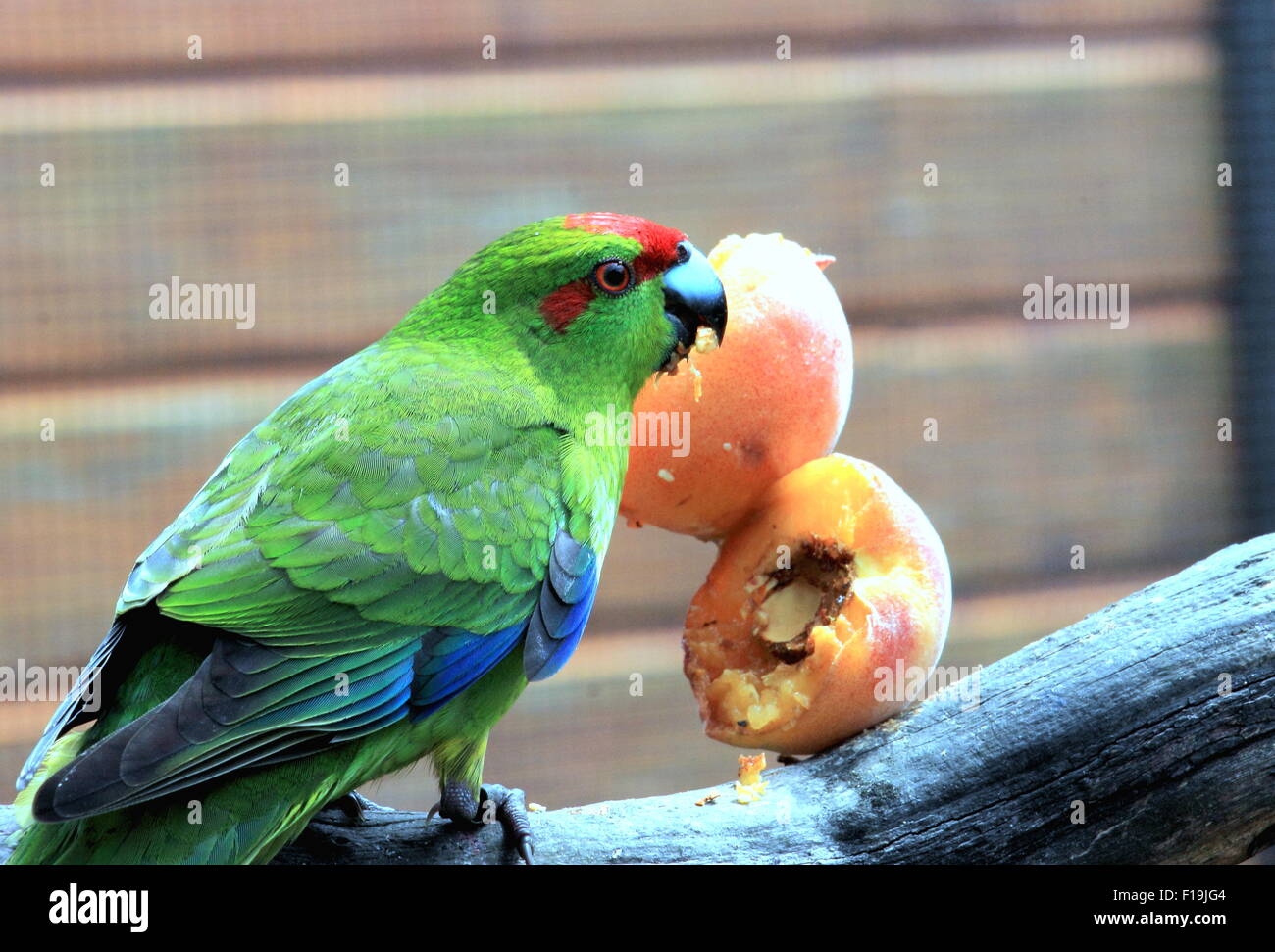 Red crowned parakeet hi-res stock photography and images - Alamy