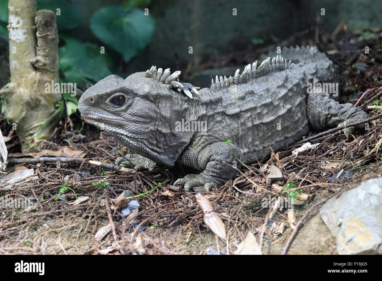 Tuatara hi-res stock photography and images - Alamy