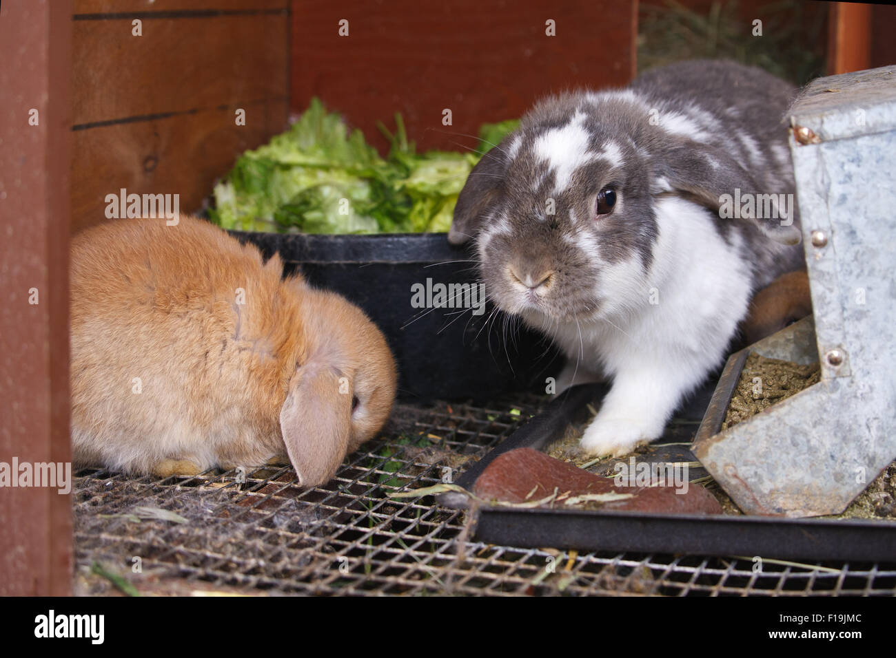 Mother and baby Lop Eared rabbits in a rabbit cage at Baxtor Barn farm ...