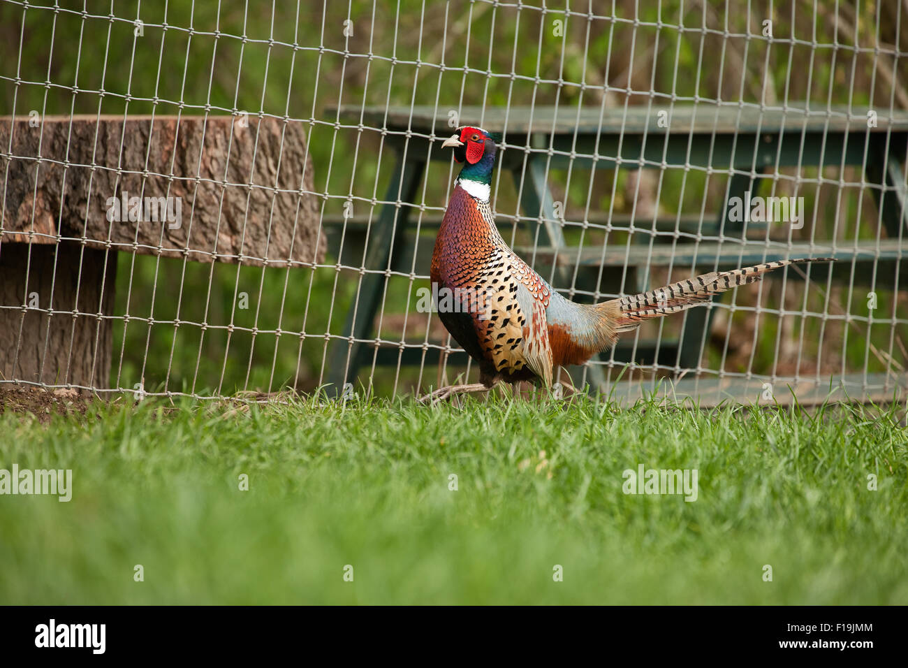 Male Ring-necked Pheasant at liberty at Baxter Barn farm in Fall City ...