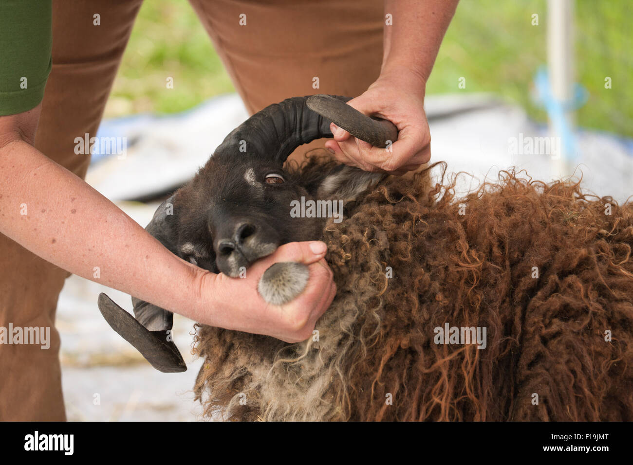 Woman flipping over an Icelandic sheep, positioning it for shearing ...