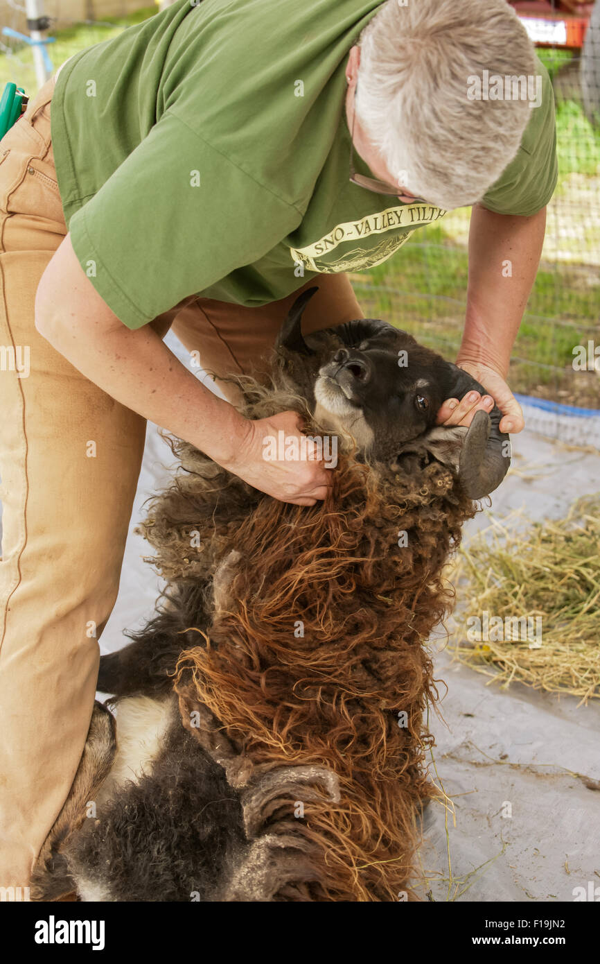 Animal pulling farm hi-res stock photography and images - Alamy