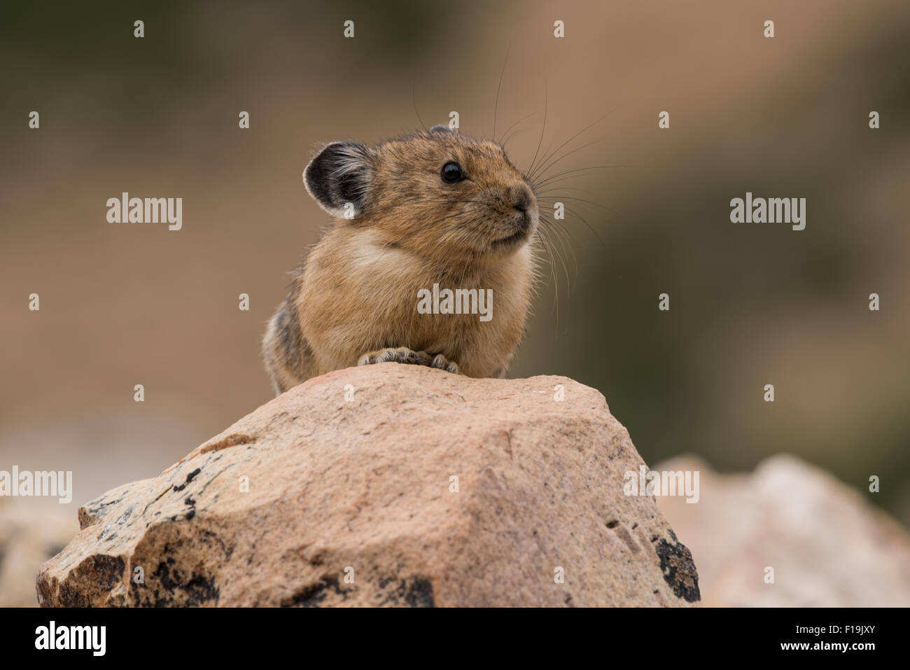 Utah pika hi-res stock photography and images - Alamy