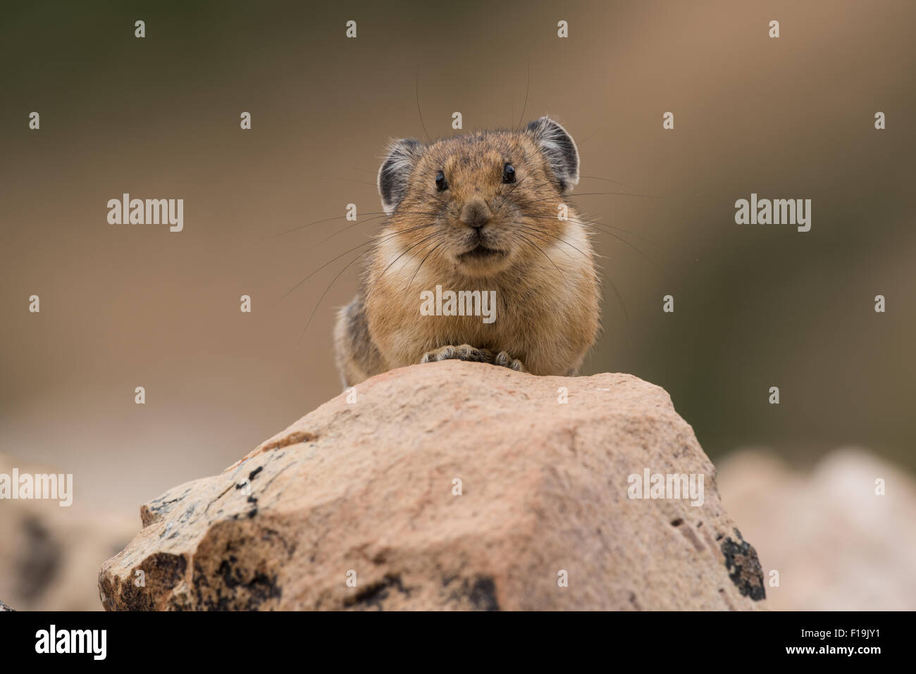 American pika on a rock, Uinta mountains, Utah Stock Photo - Alamy