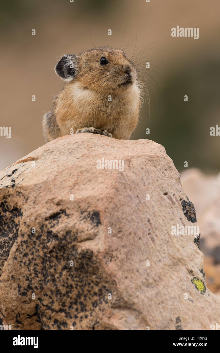 American pika on a rock, Uinta mountains, Utah Stock Photo - Alamy