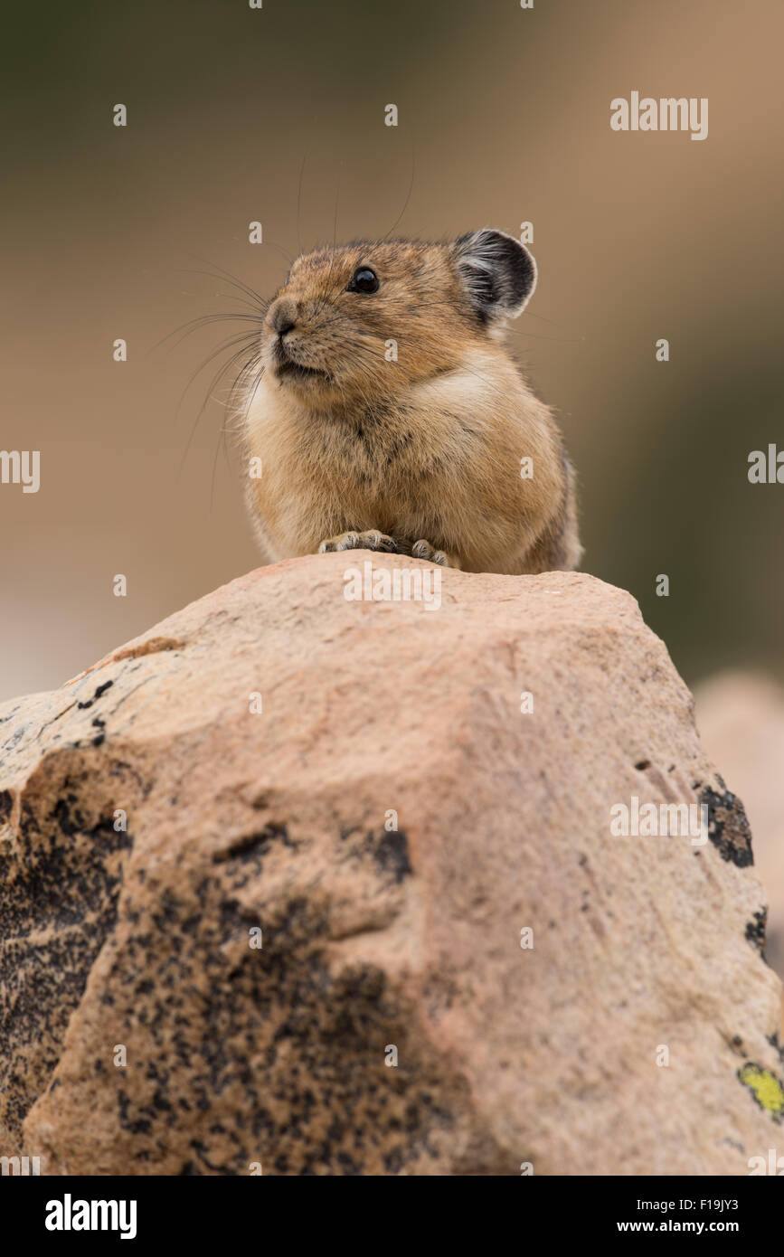 American pika on a rock, Uinta mountains, Utah Stock Photo - Alamy