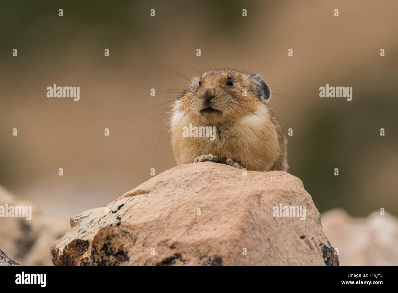 American pika on a rock, Uinta mountains, Utah Stock Photo - Alamy
