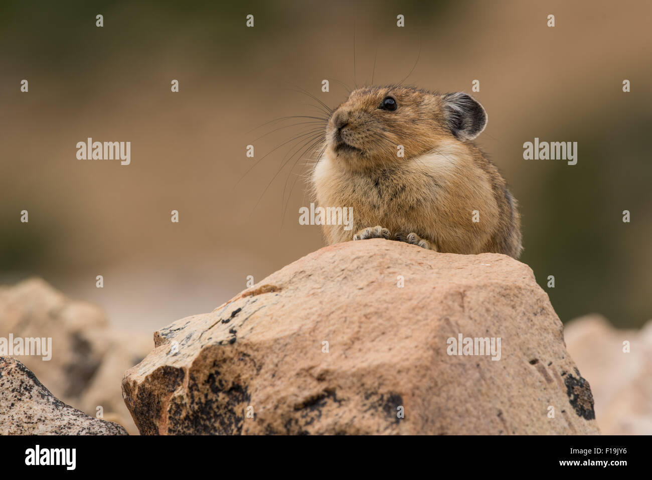 American pika on a rock, Uinta mountains, Utah Stock Photo - Alamy