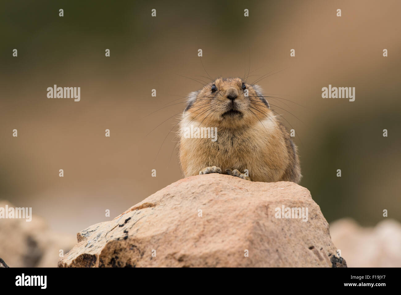 American pika on a rock, Uinta mountains, Utah Stock Photo - Alamy