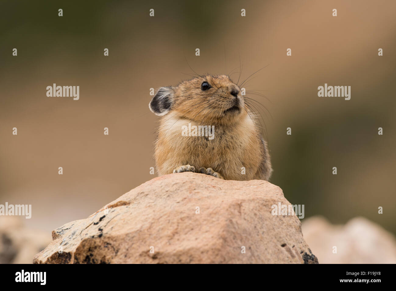 American pika on a rock, Uinta mountains, Utah Stock Photo - Alamy