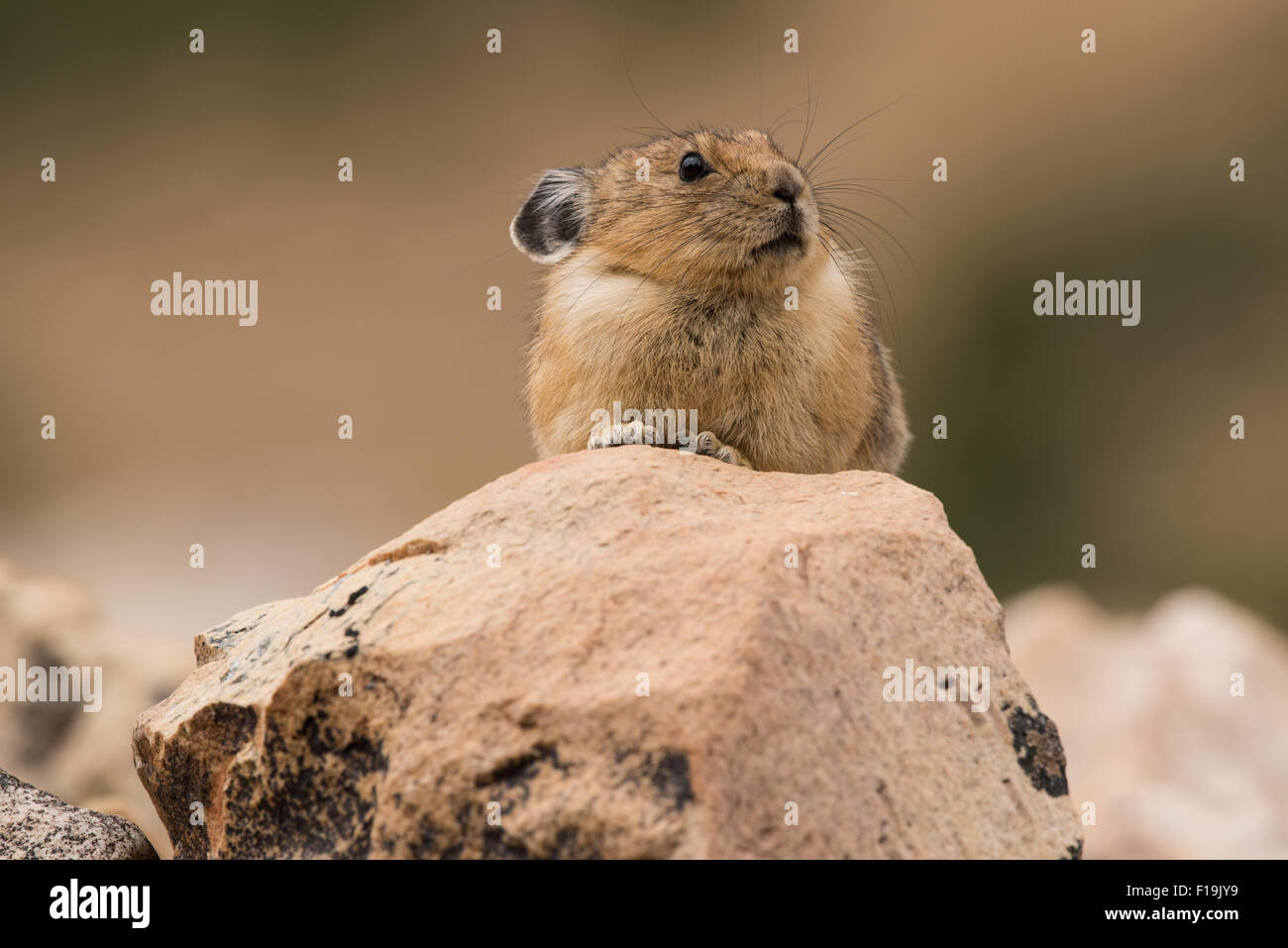 American pika on a rock, Uinta mountains, Utah Stock Photo - Alamy
