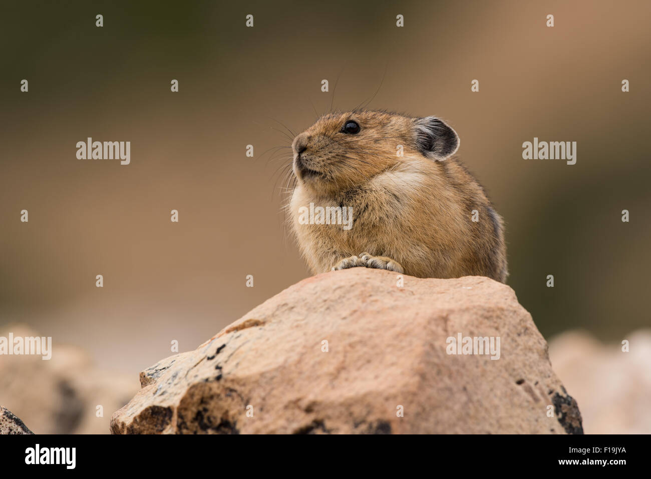 American pika on a rock, Uinta mountains, Utah Stock Photo - Alamy