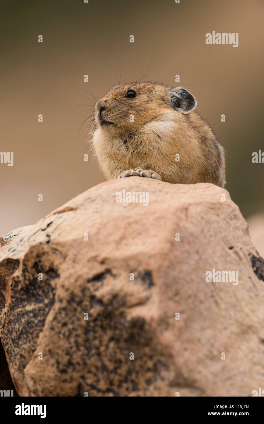 American pika on a rock, Uinta mountains, Utah Stock Photo - Alamy