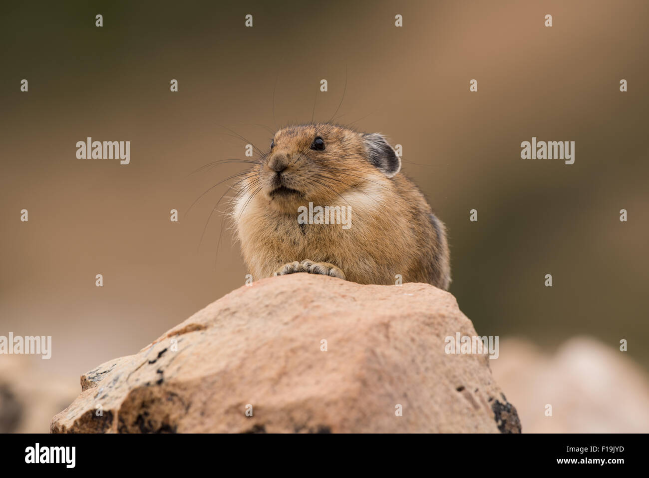 American pika on a rock, Uinta mountains, Utah Stock Photo - Alamy