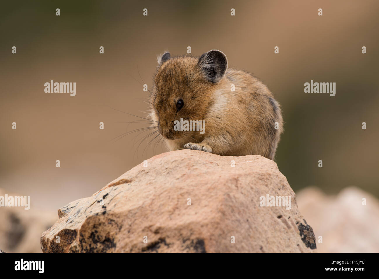 American pika on rock uinta hi-res stock photography and images - Alamy